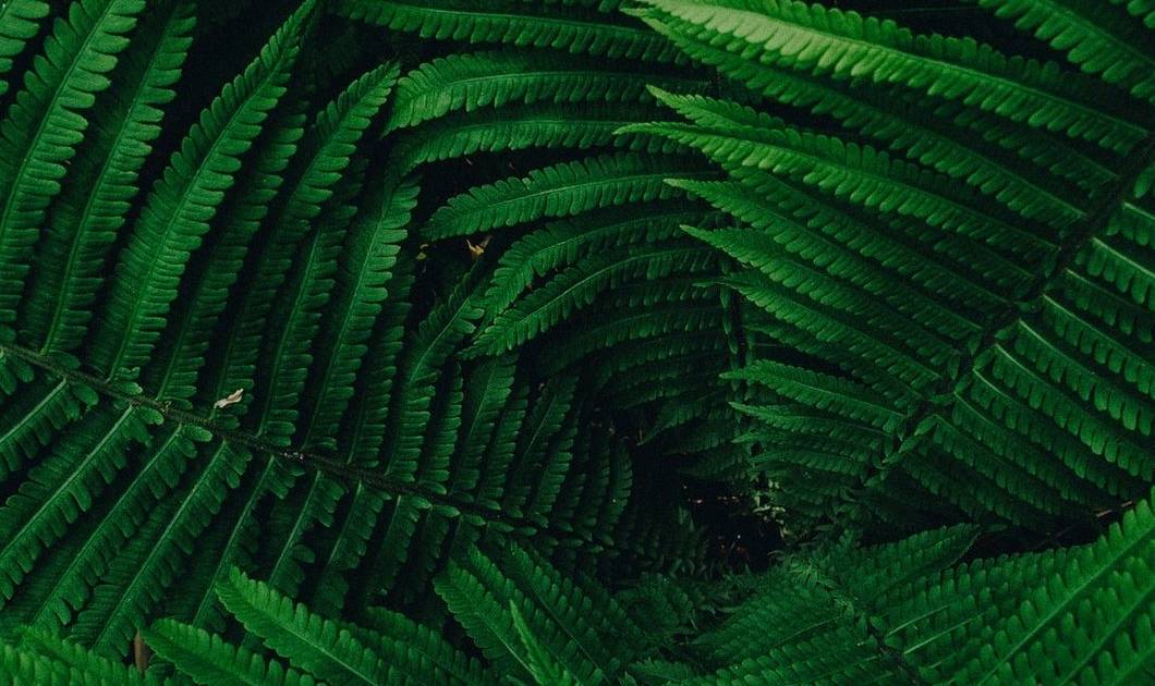 BioInspiration at the CIV Symbolic Synthesis on Virmuze