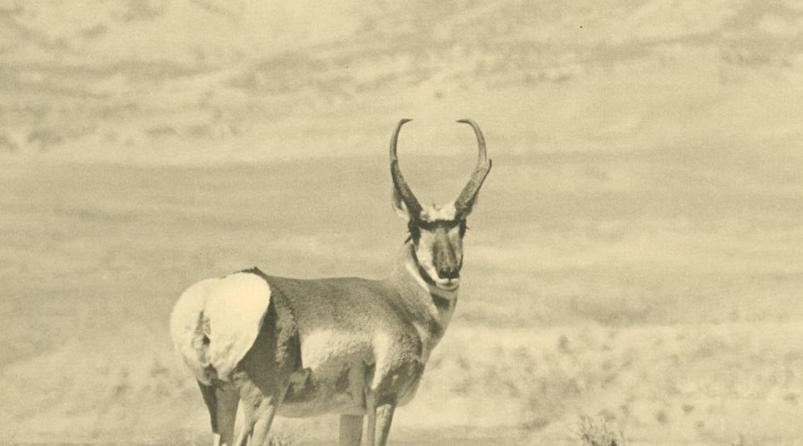 world record pronghorn antelope